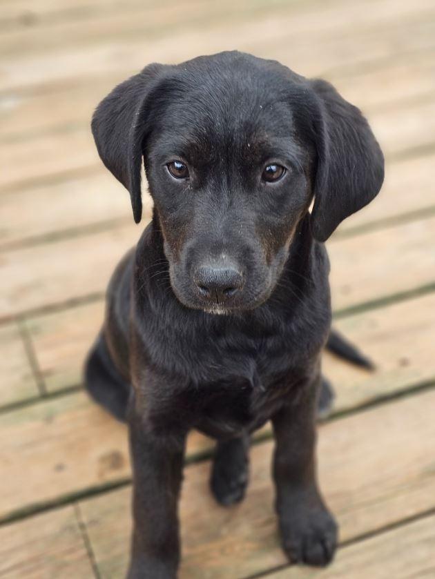 Dog for adoption - Tabitha, a Black Labrador Retriever & Great Pyrenees Mix in Manchester, CT ...