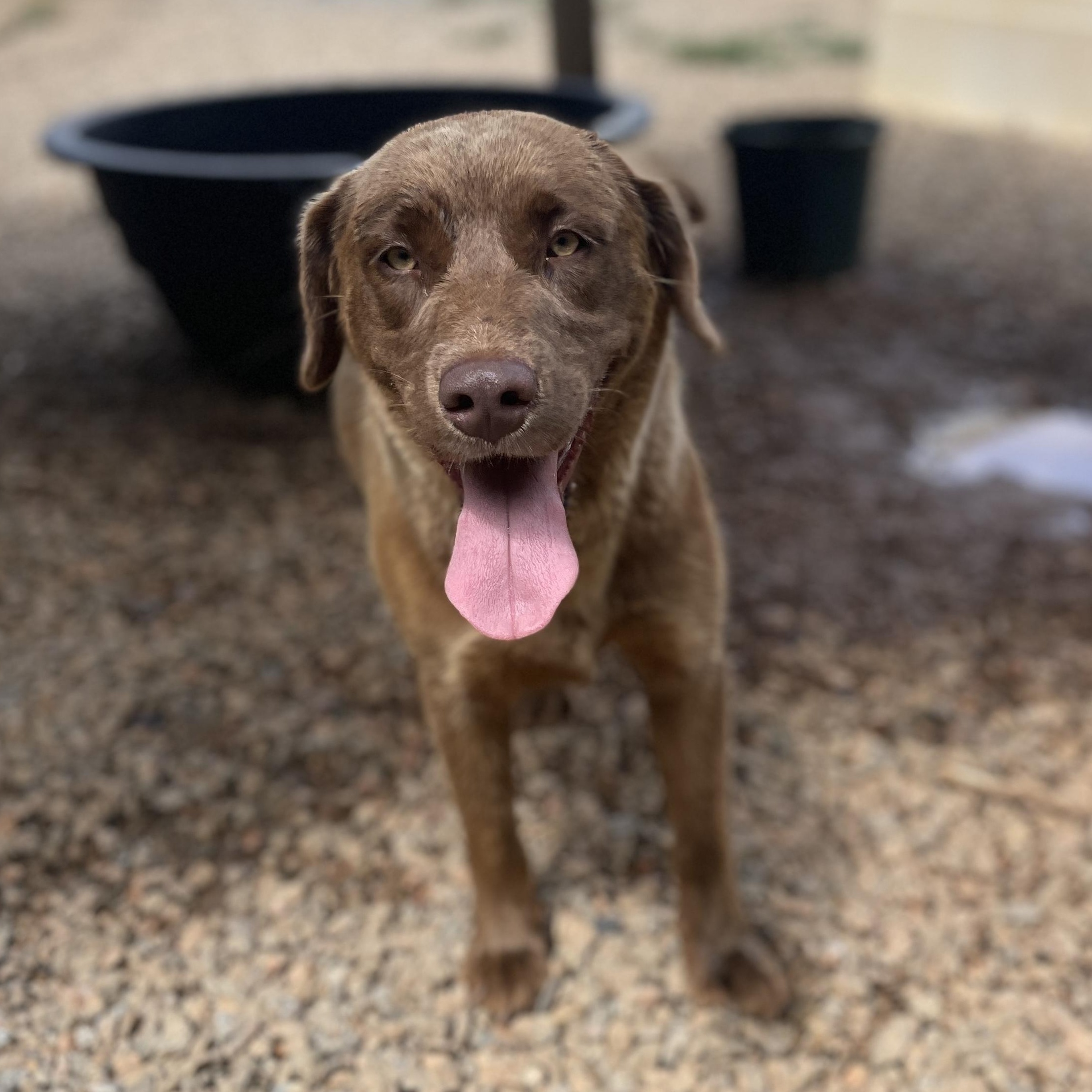 Dog for adoption - Sasha Fierce, a Labrador Retriever Mix in Milford ...