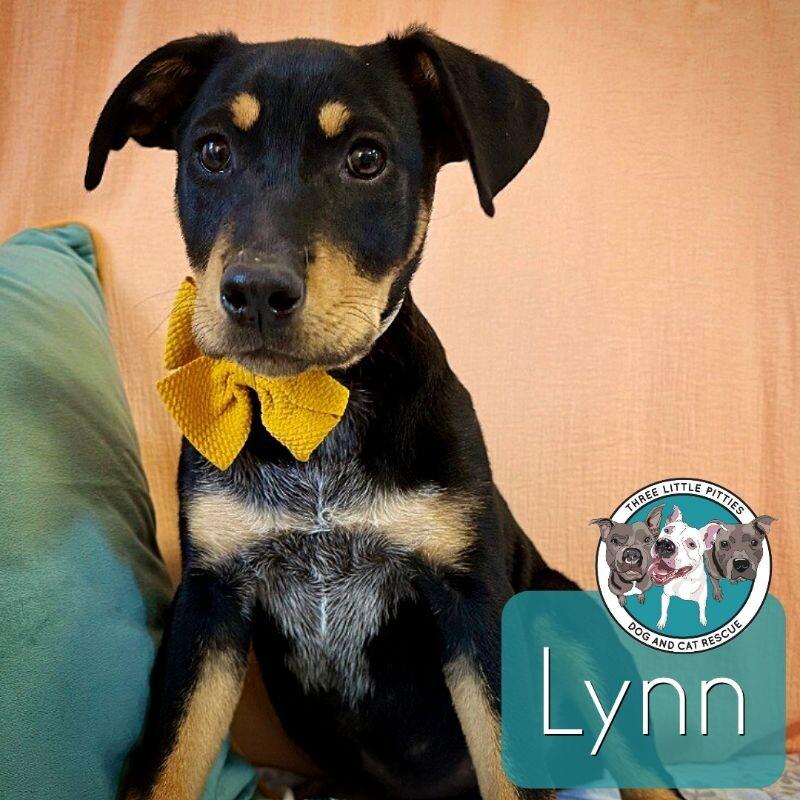 Dog for adoption - Lynn Rich, a Pit Bull Terrier & Doberman Pinscher ...