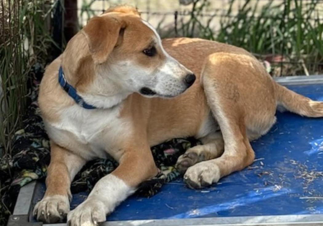 Dog for adoption - Sammy, a Golden Retriever Mix in Marengo, IL | Petfinder