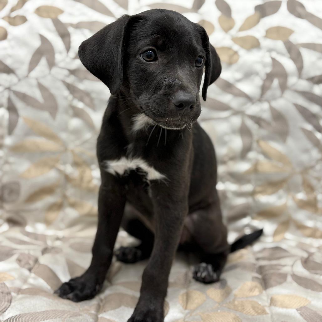 Dog for adoption - Pickle, a Blue Lacy & Labrador Retriever Mix in ...