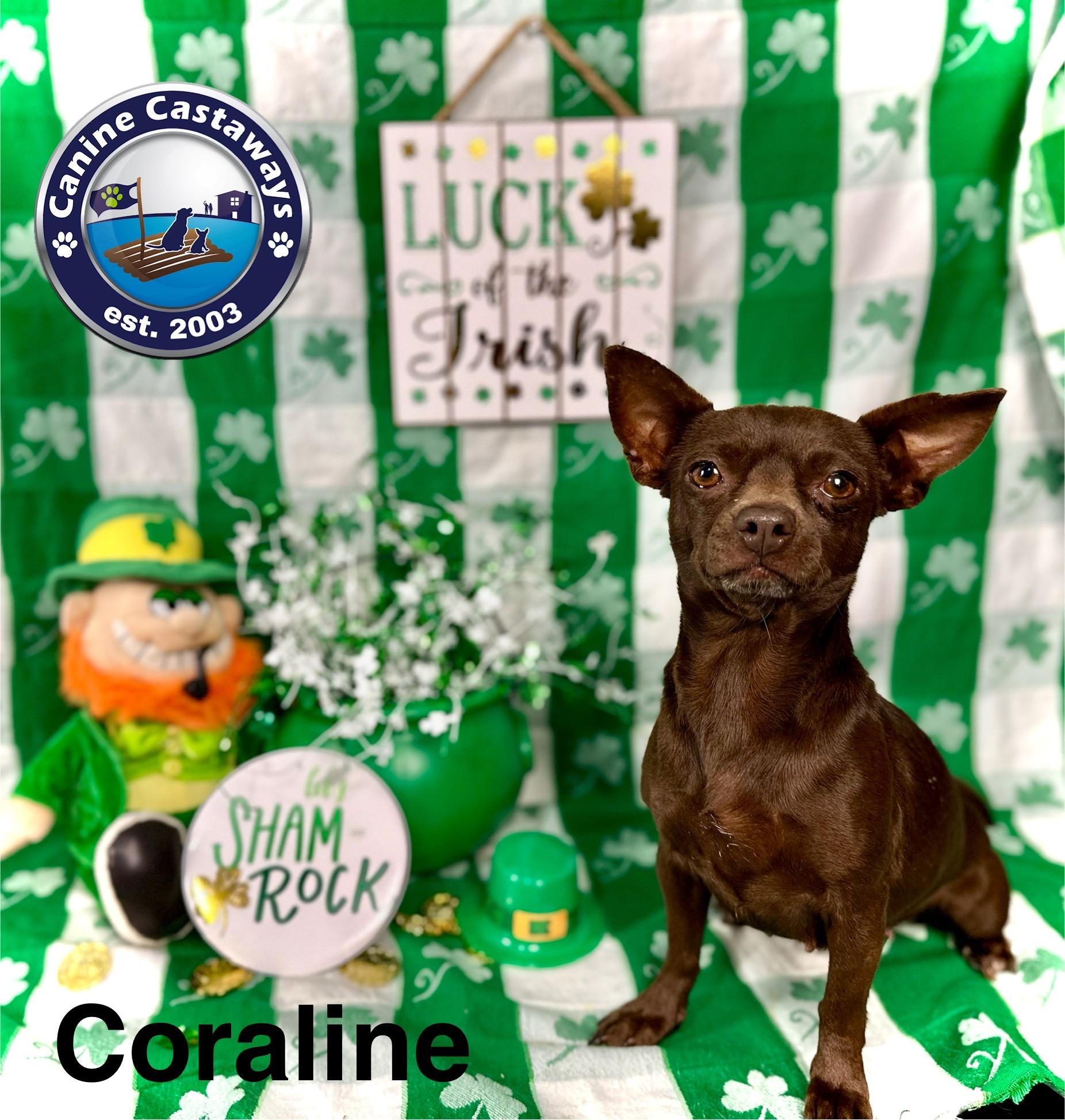 Dog for adoption - Coraline, a Chihuahua & Dachshund Mix in Arcadia, FL | Petfinder