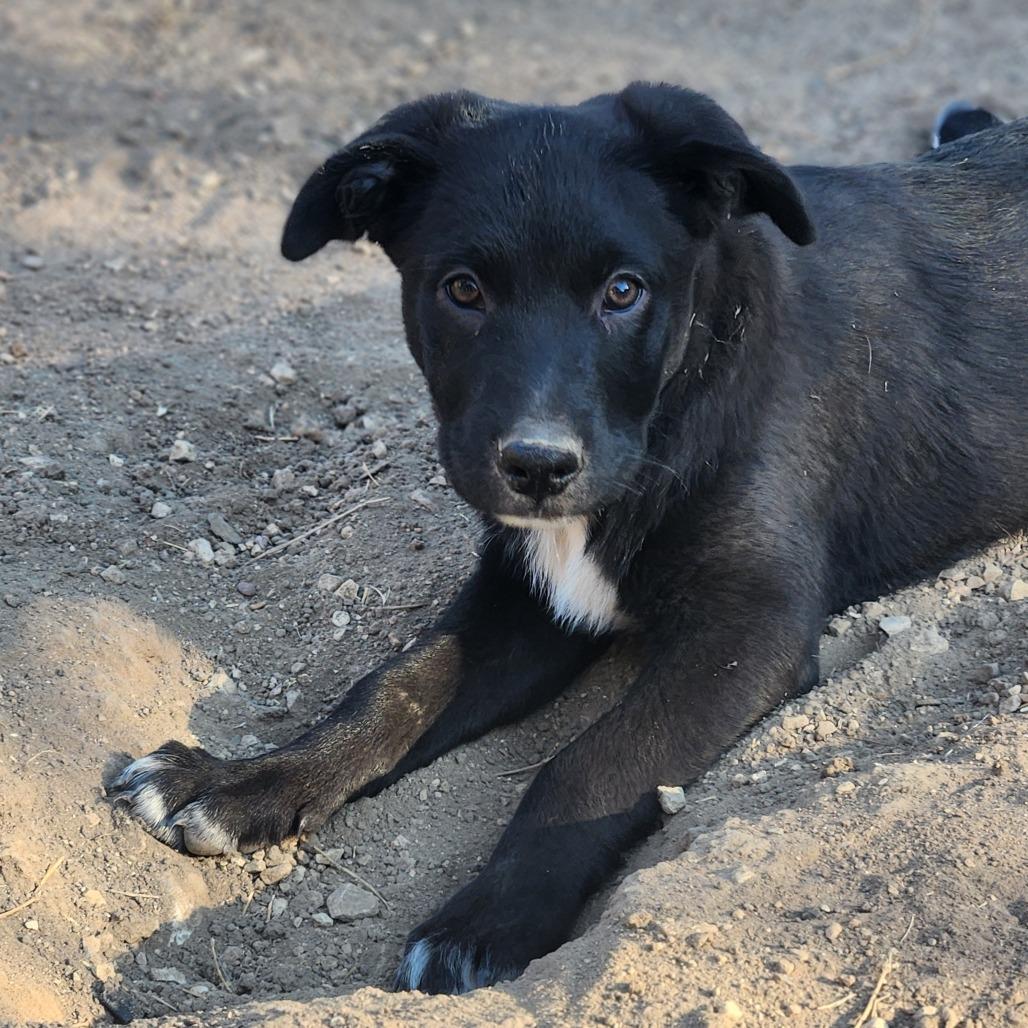 Dog for adoption - Annika JuM, a Border Collie & Labrador Retriever Mix ...