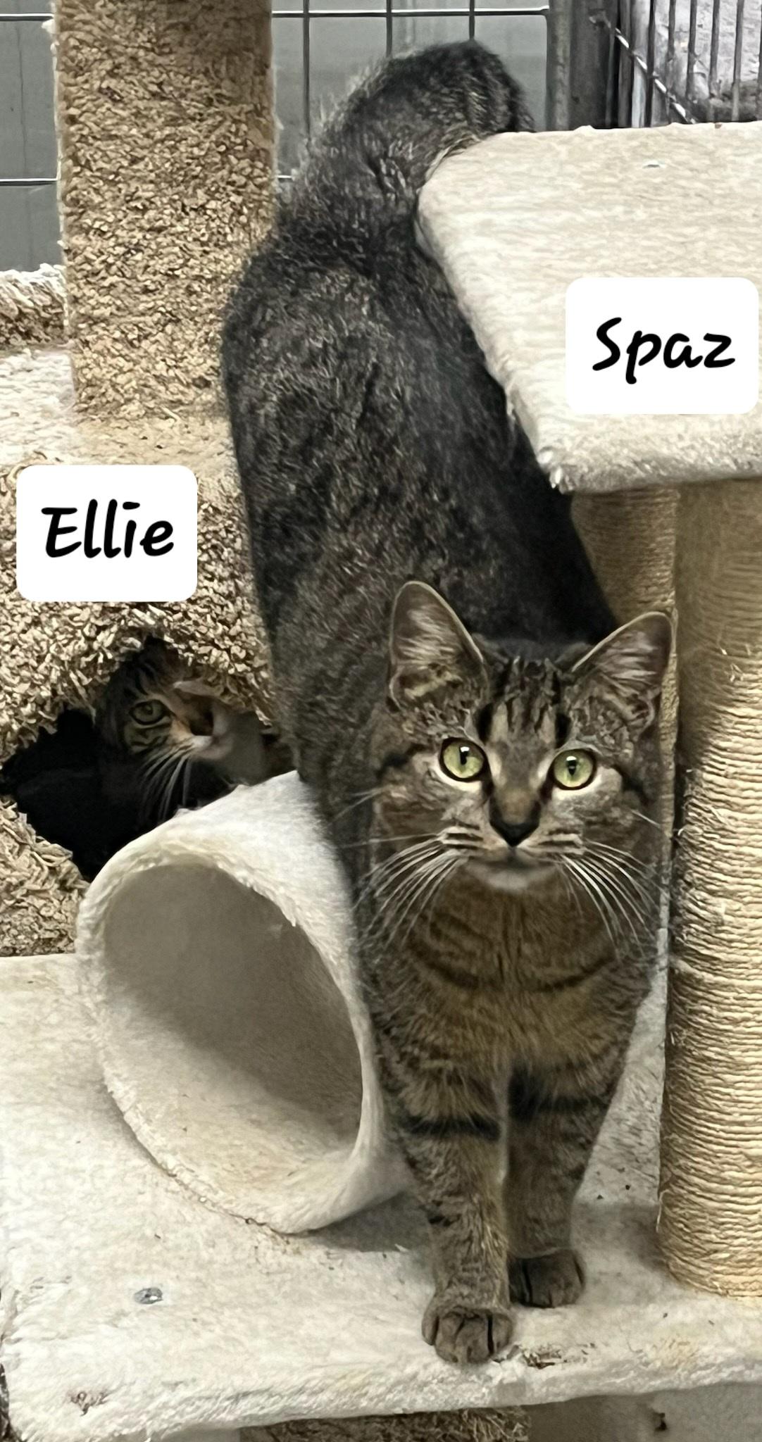 Cat for adoption - Spaz, a Domestic Short Hair in Urbana, OH | Petfinder