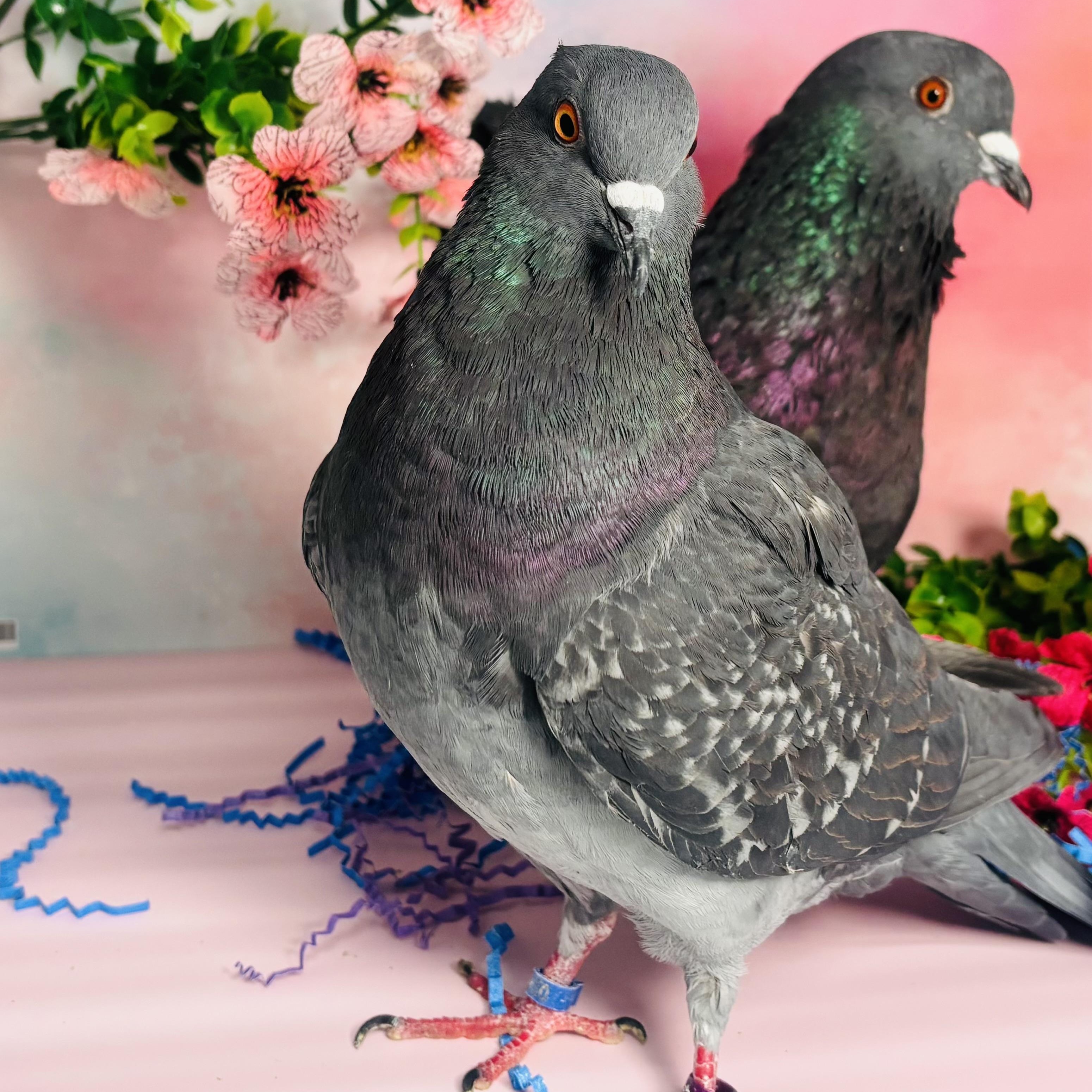 Dove for adoption - Nightingale & Kickstand (married couple), a Pigeon ...