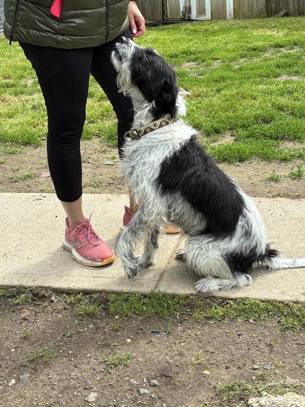 Dog for adoption - Skittles, a Terrier Mix in Elmwood Park, NJ | Petfinder