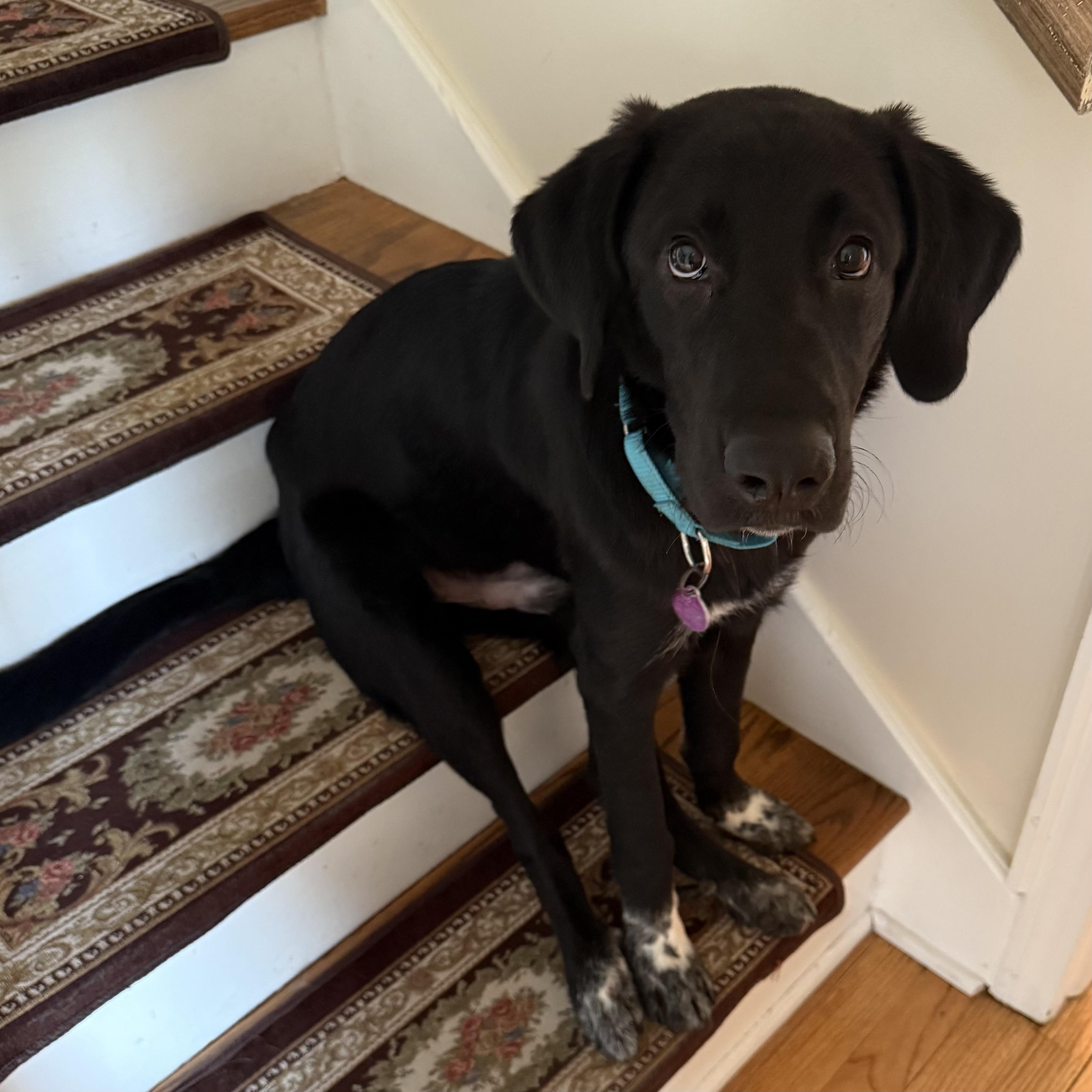 Dog for adoption - Happy Gilmore, a Labrador Retriever & Great Pyrenees ...