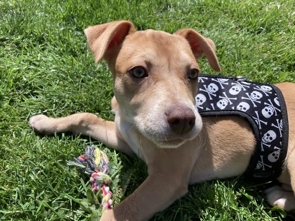 Dog for adoption - Timon, a Terrier Mix in yamhill, OR | Petfinder