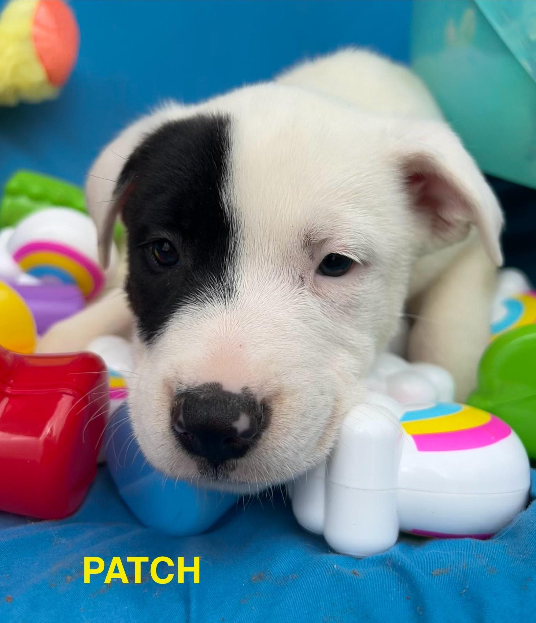 Dog for adoption - patch, an English Springer Spaniel & Spaniel Mix in ...