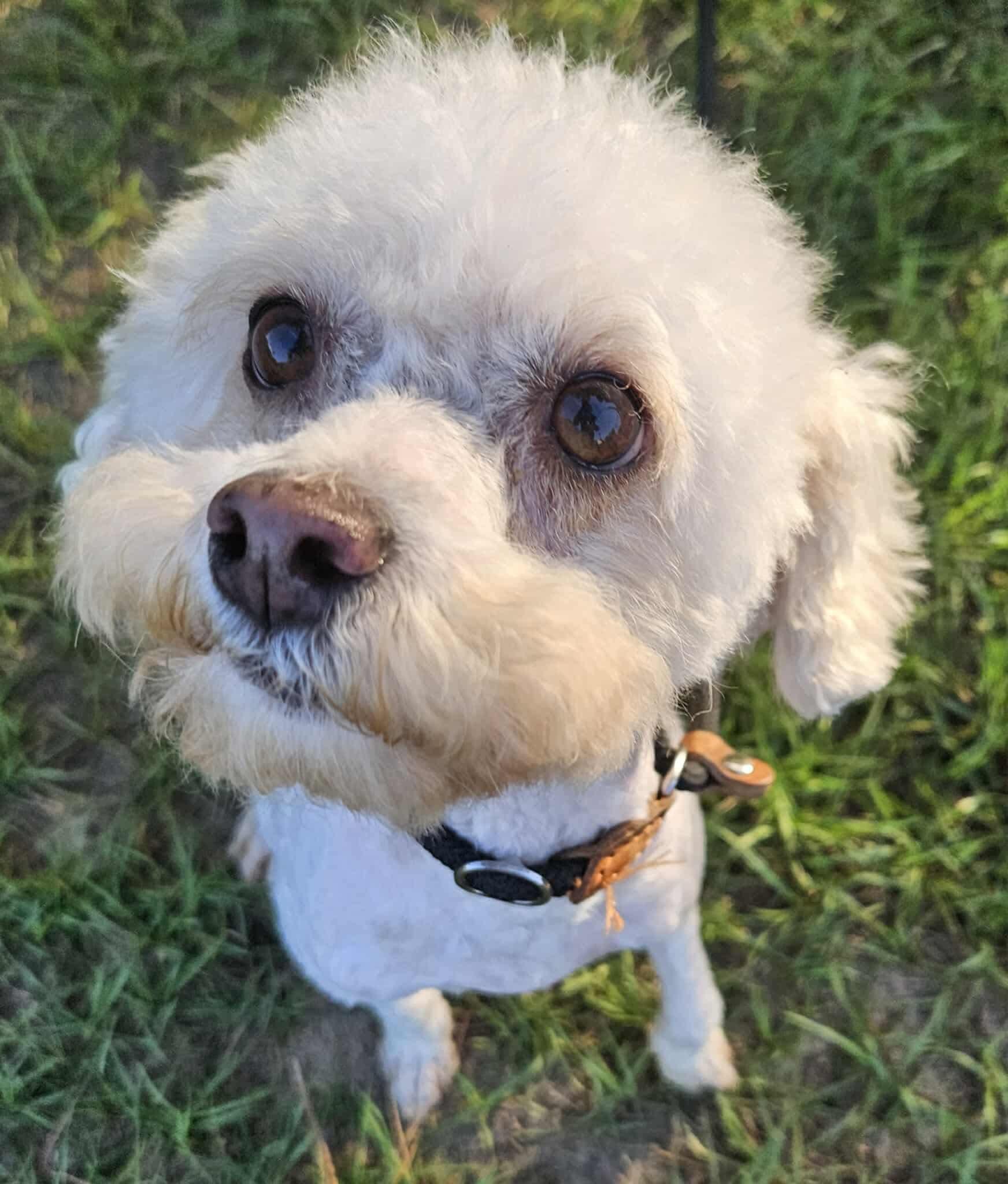Dog for adoption - Patrizia, a Miniature Poodle in Hartford, CT | Petfinder