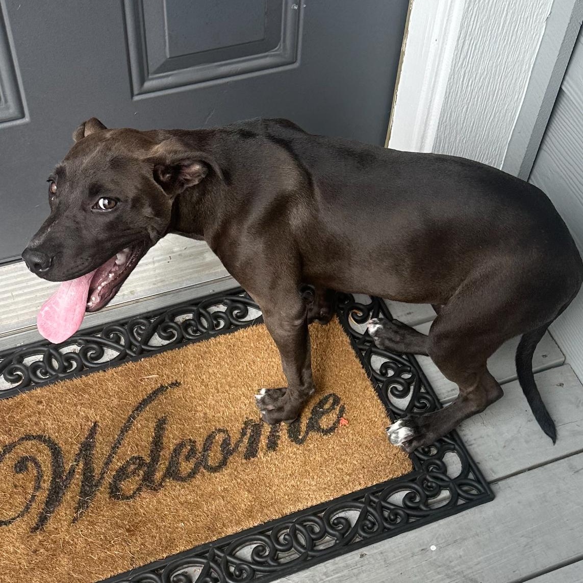 Dog for adoption - Suma, a Mixed Breed in Dallas, TX | Petfinder