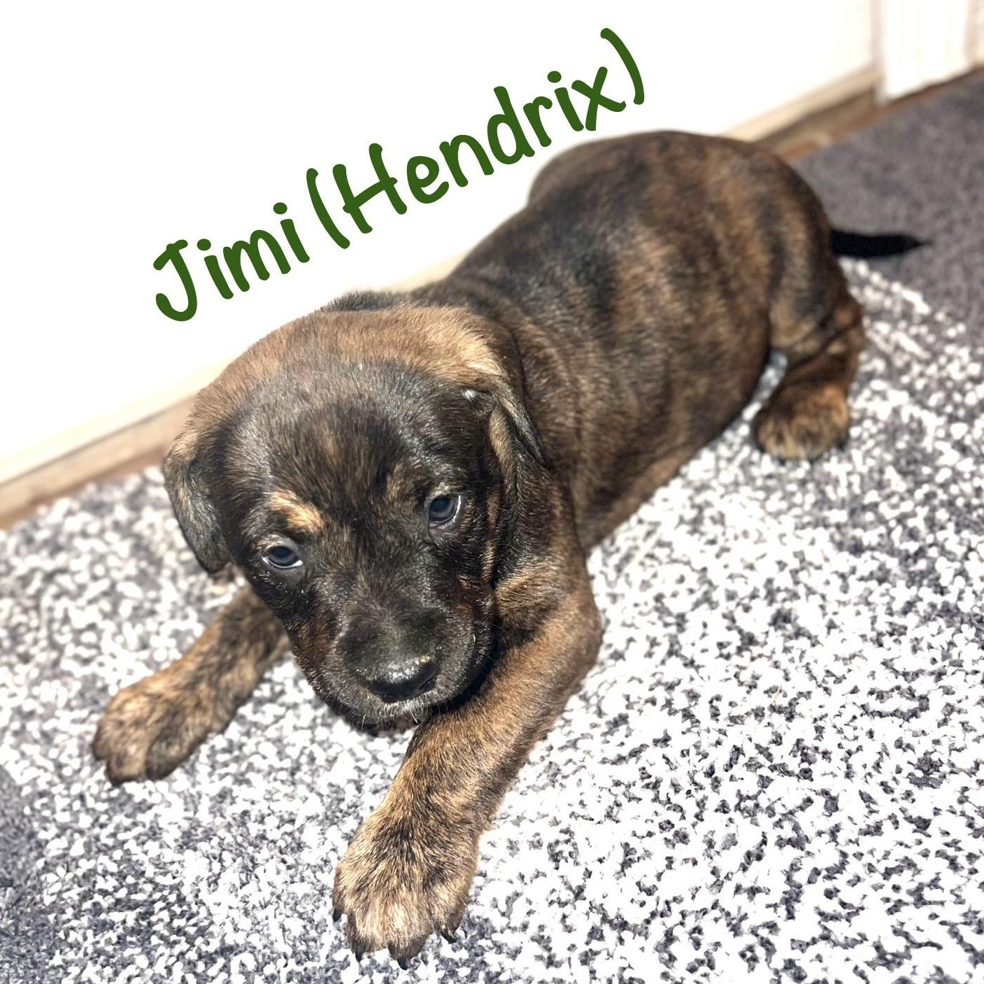 Dog for adoption - Jimi (Hendrix), a Black Labrador Retriever Mix in ...