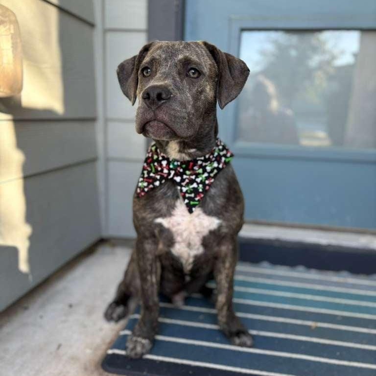 Dog for adoption - Jamie Foxx, a Pit Bull Terrier Mix in Columbus, OH ...