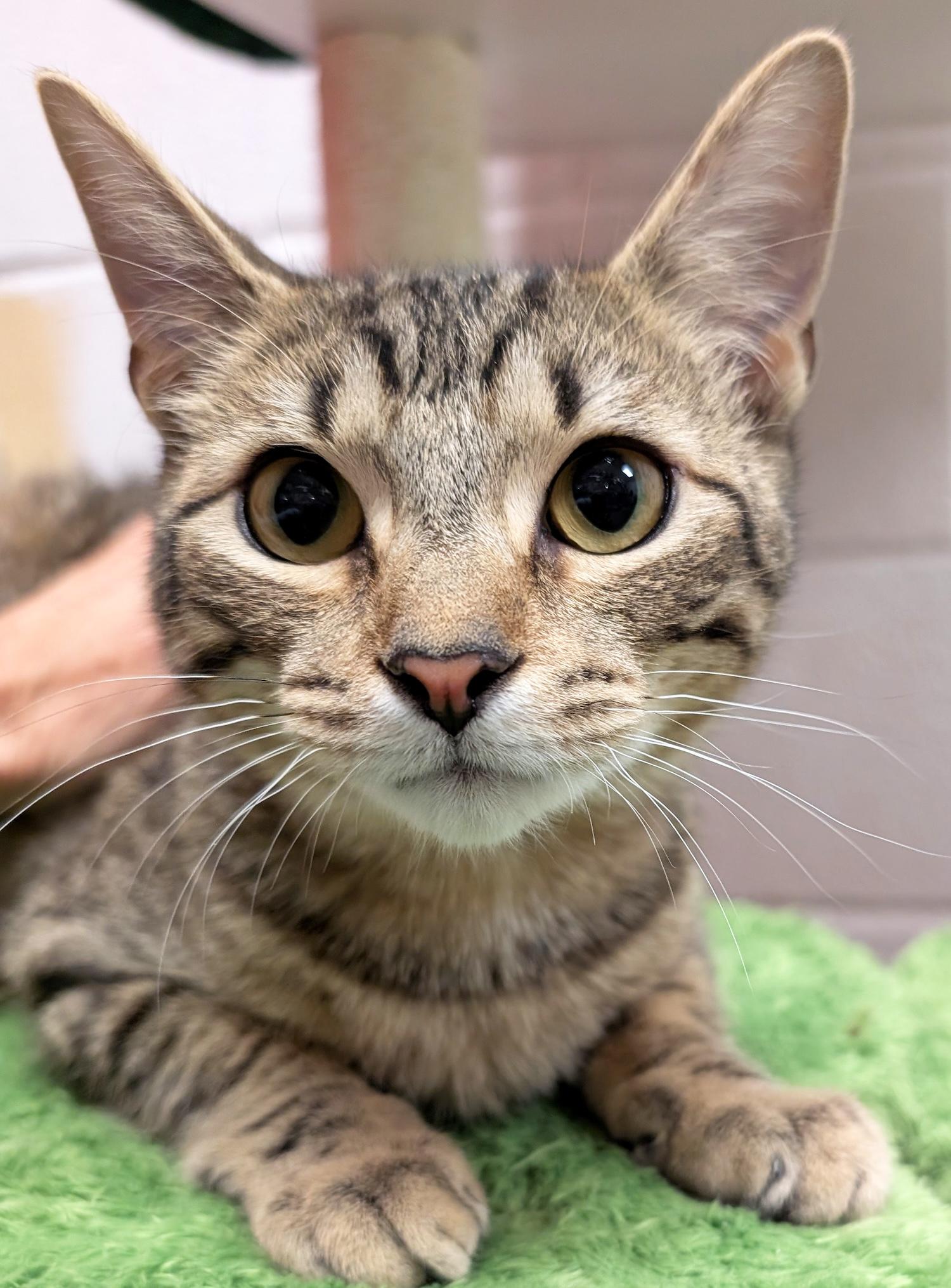 Available Cats and Kittens - Johnston County Animal Protection League ...