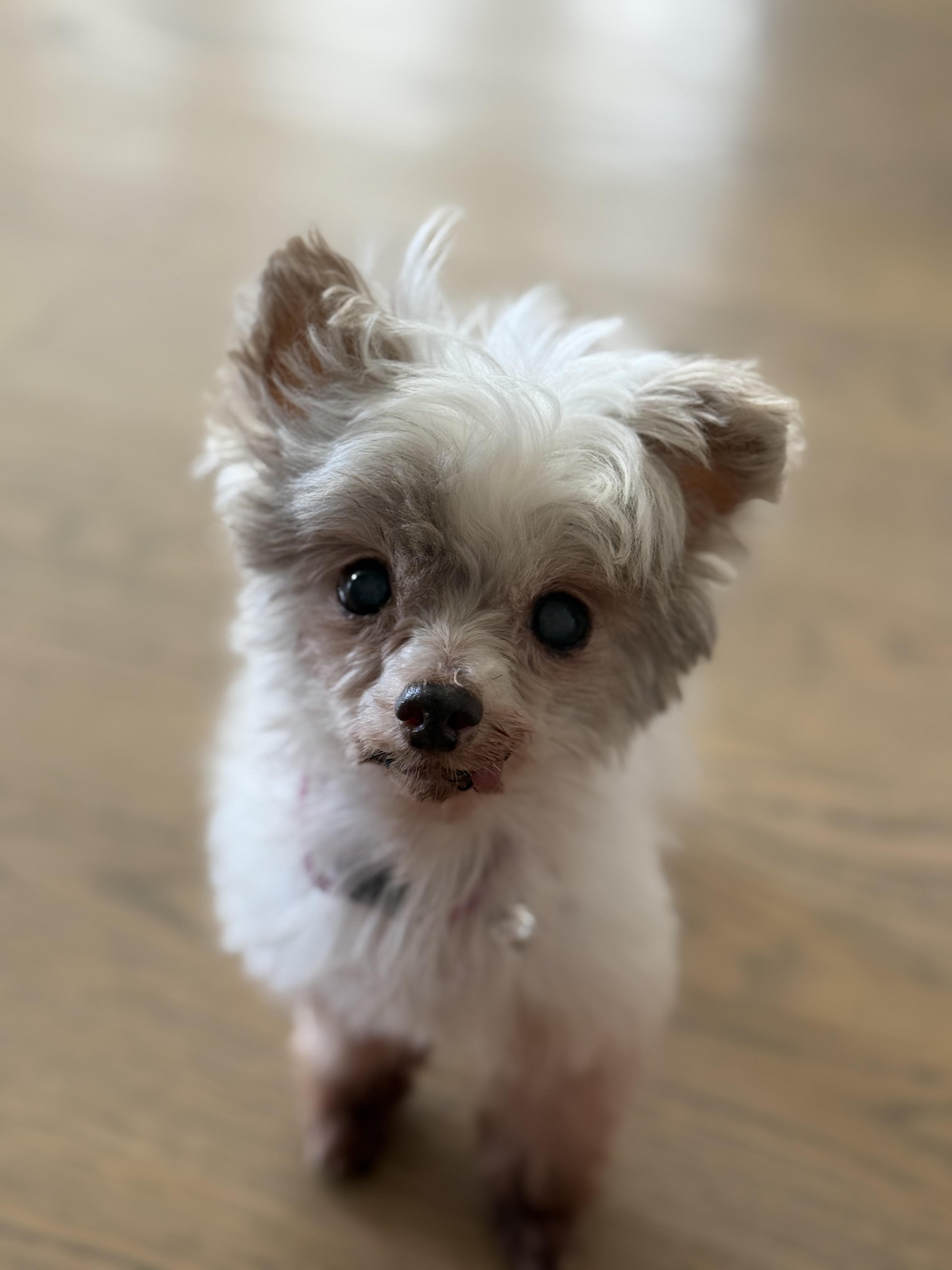 Dog for adoption - Pipsqueak, a Yorkshire Terrier Mix in Rocky Hill, CT ...