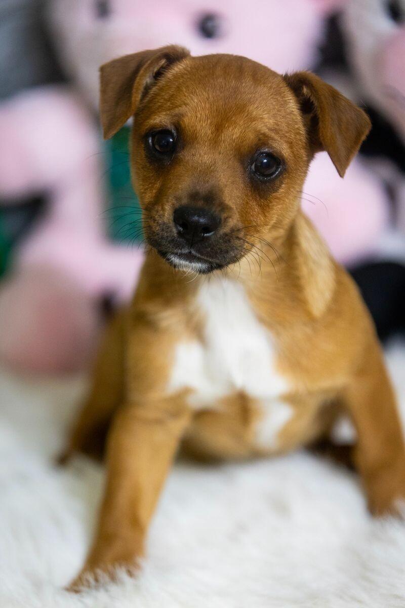 Dog for adoption - Gia Rose Fifth, a Jack Russell Terrier & Chihuahua ...