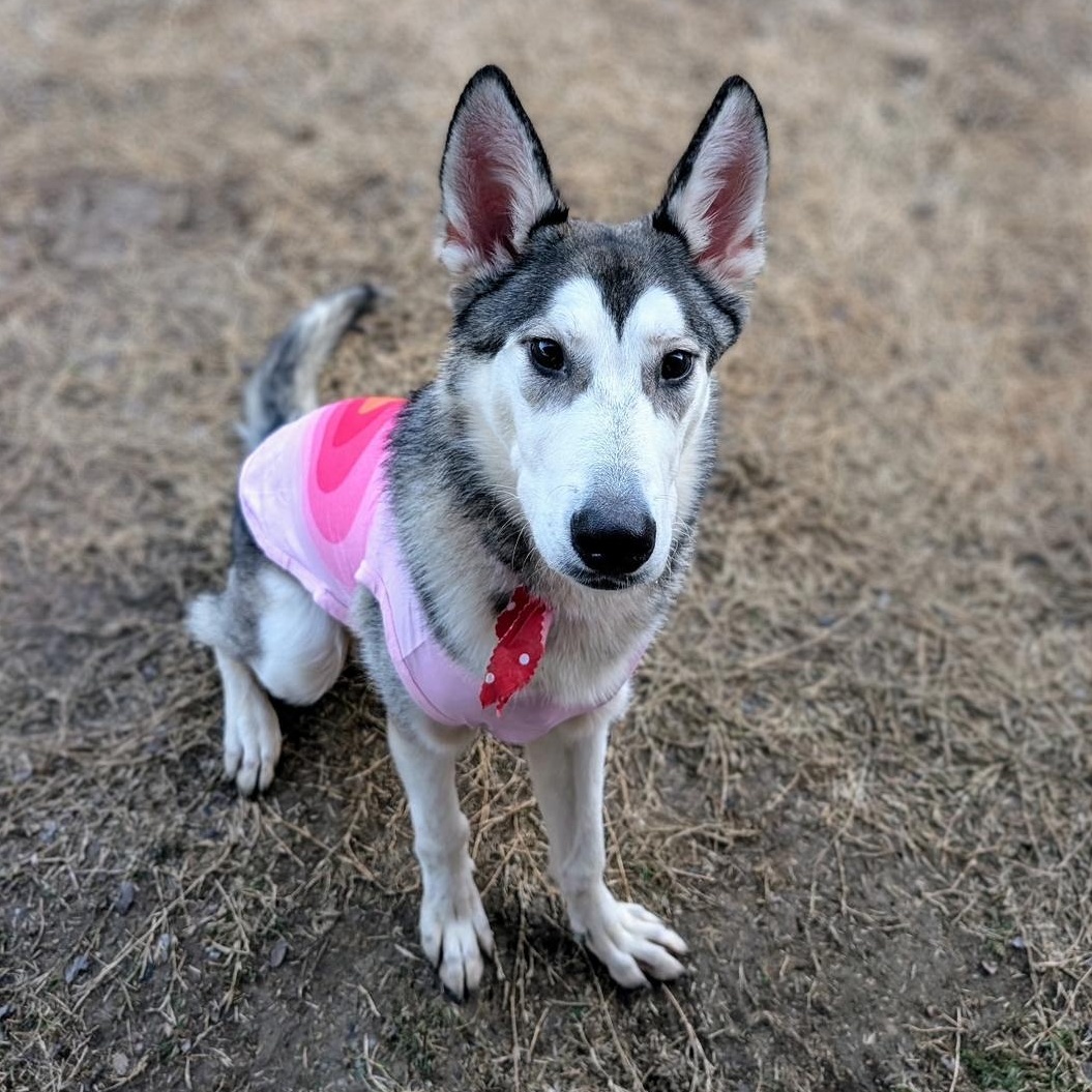 Dog for adoption - Slim, a Siberian Husky Mix in Spokane, WA | Petfinder
