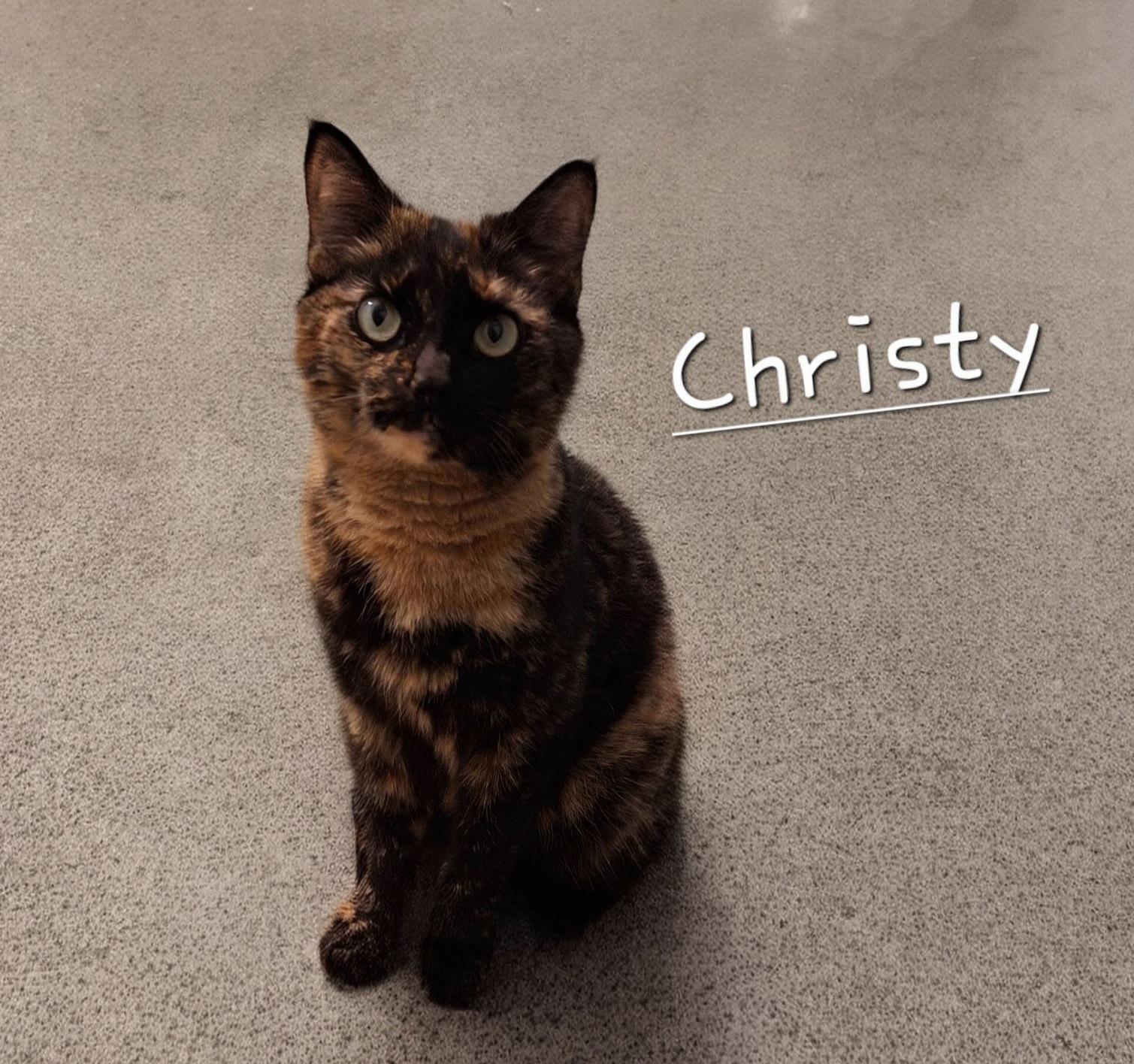 Cat for adoption - Christy #great-companion, a Tortoiseshell & Domestic ...