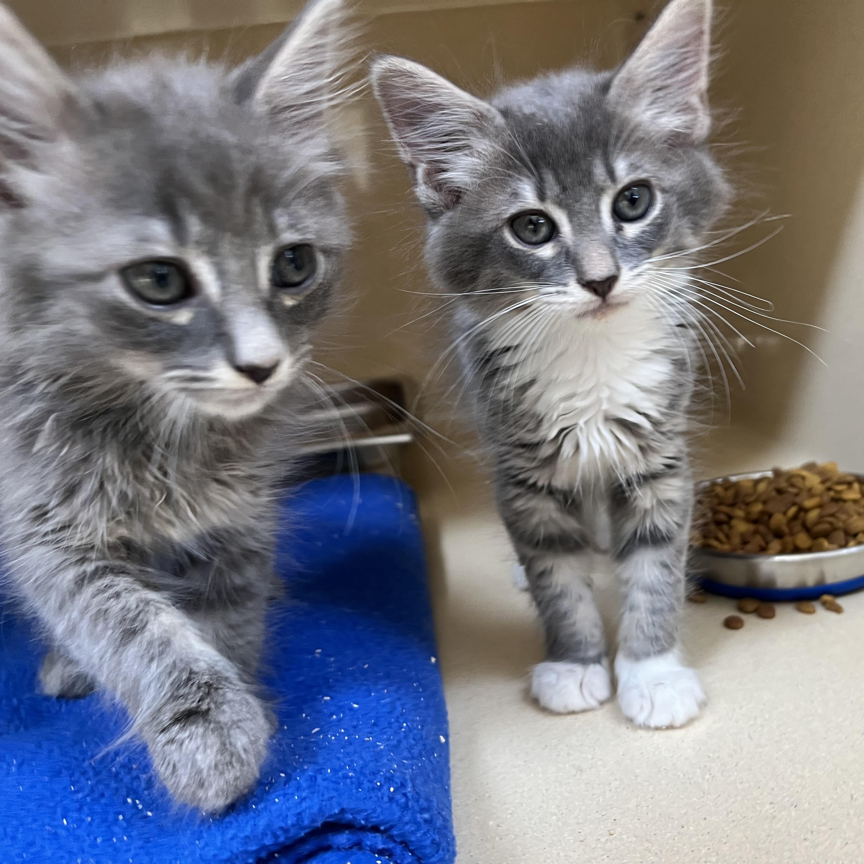 Cat for adoption - Pedro Rodriguez & Pablo Rodriguez, a Domestic Long ...