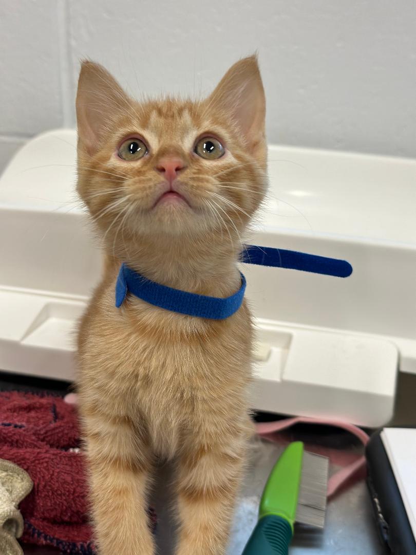 Cat for adoption - Blossom, a Domestic Short Hair in Stafford, VA ...