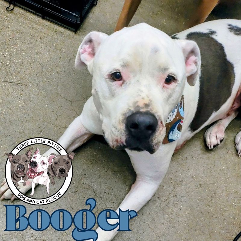 Dog for adoption - Booger, an American Bulldog & Dogo Argentino Mix in ...