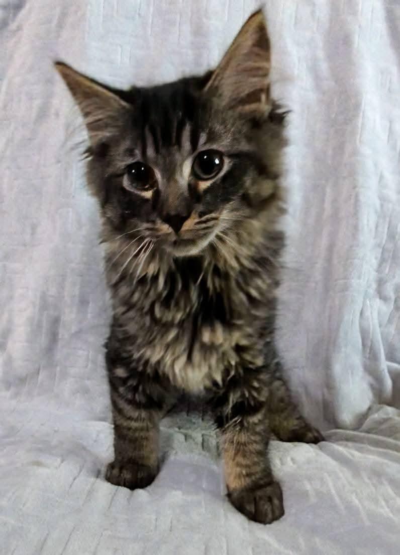 Cat for adoption - Ranger, an American Bobtail Mix in Newcastle, OK ...