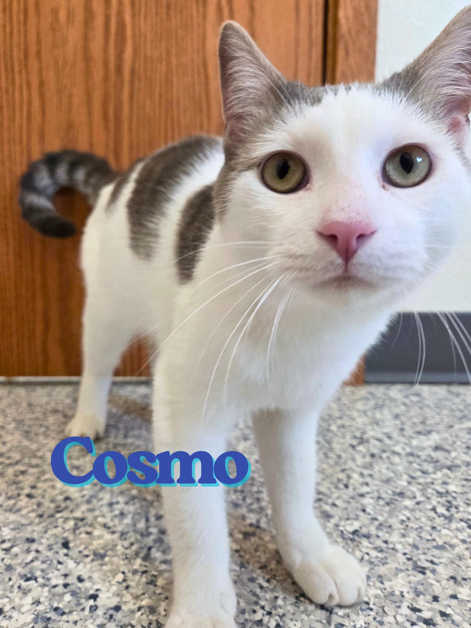 Cat for adoption - Cosmo, a Domestic Short Hair in Nevada, IA | Petfinder