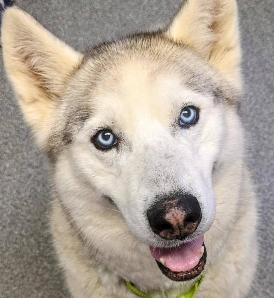 Dog for adoption - Nakita, a Husky in Batavia, OH | Petfinder