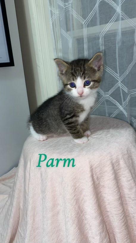 Cat for adoption - Parm, a Domestic Short Hair in Westfield, MA | Petfinder
