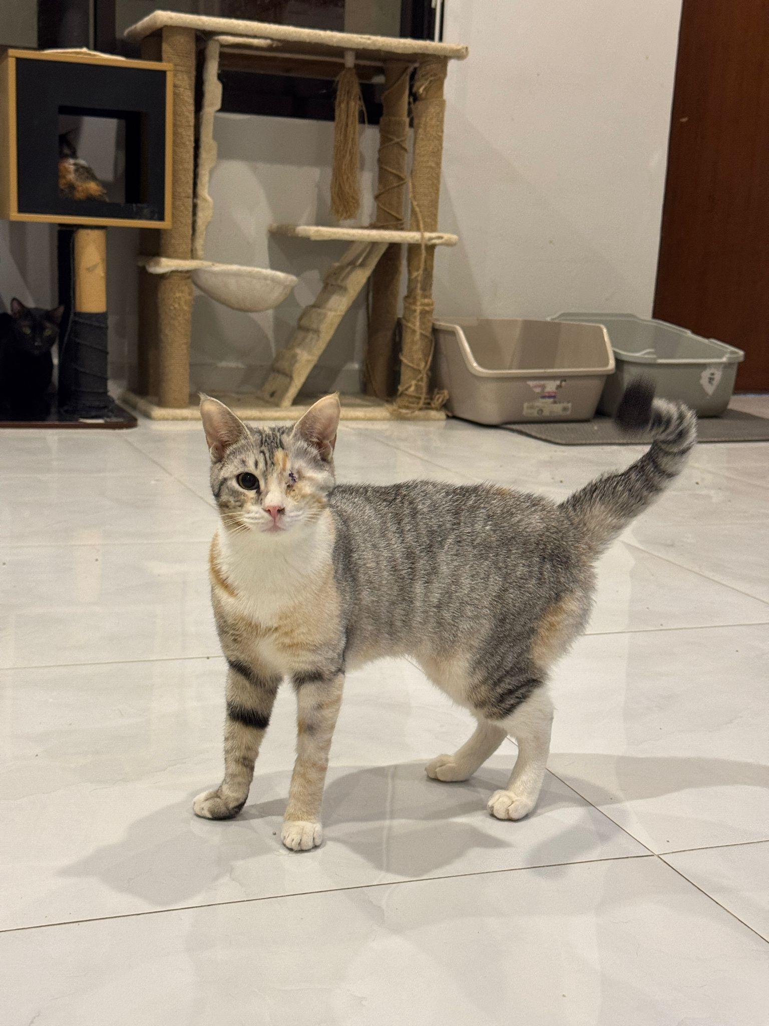 Cat for adoption - Terrific Tina from Kuwait, a Domestic Short Hair in ...