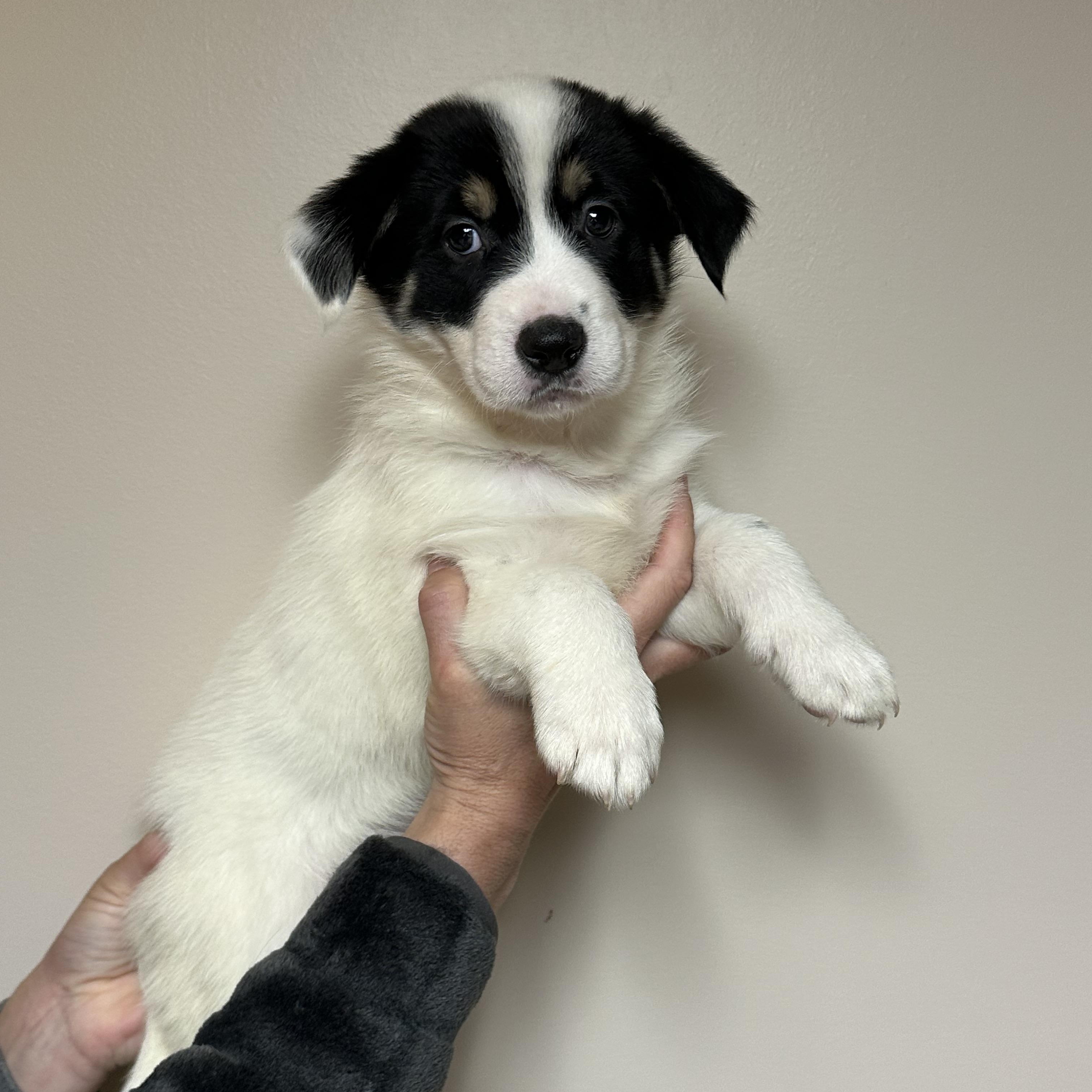 Dog for adoption - Petey, a Border Collie Mix in Hamilton , NJ | Petfinder