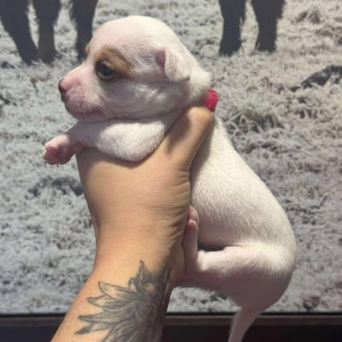 Dog for adoption - Tamale, a Chiweenie in Boonton, NJ | Petfinder