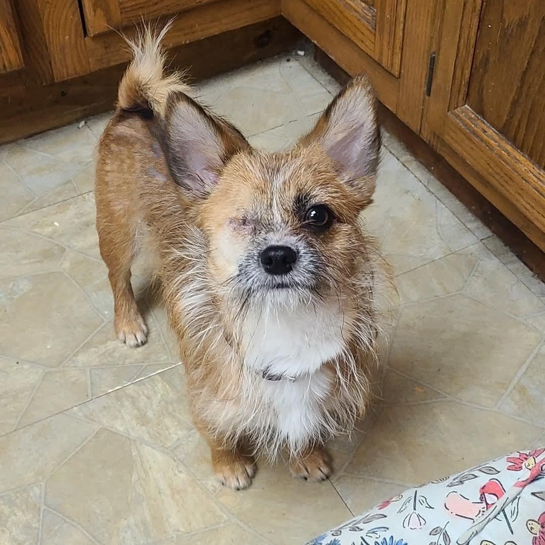 Dog for adoption - Smoochey, a Chihuahua & Terrier Mix in Mount Bethel ...