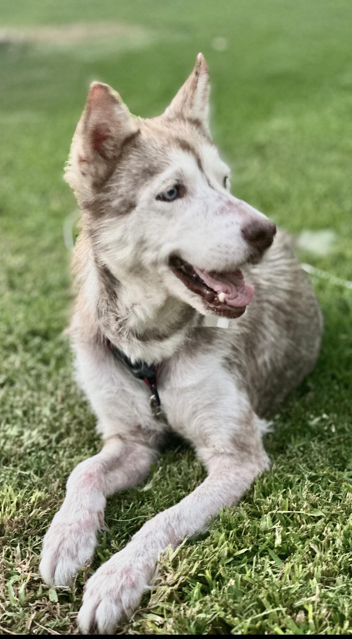 Dog for adoption - Mama Mia, a Siberian Husky in Naples, FL | Petfinder