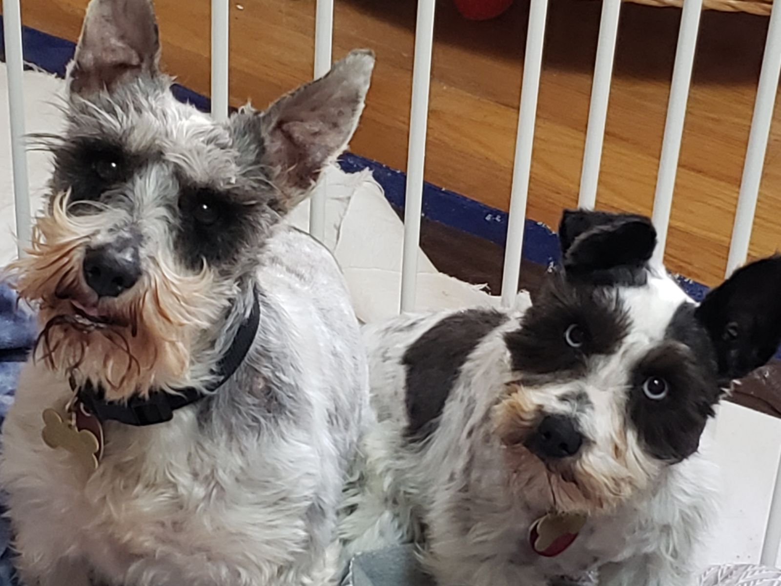 Adoptable Dogs – Colorado Mini Schnauzer Rescue