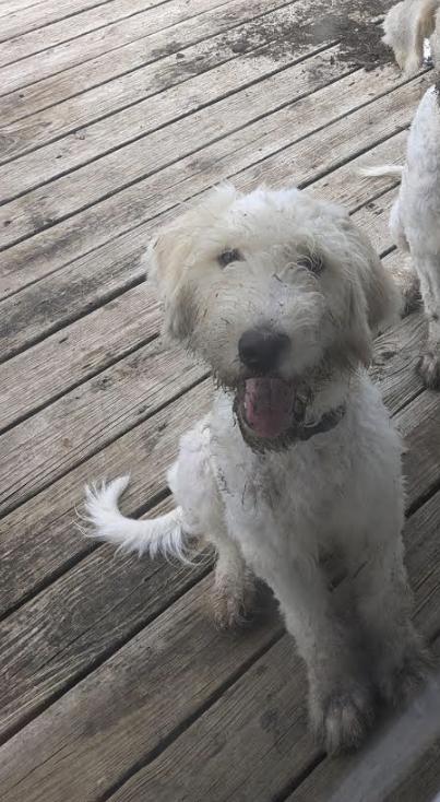 Dog for adoption - Parker, a Goldendoodle Mix in Pflugerville, TX ...