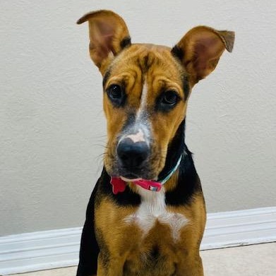 Dog for adoption - Layla May, a Hound & Shepherd Mix in Lake Zurich, IL ...
