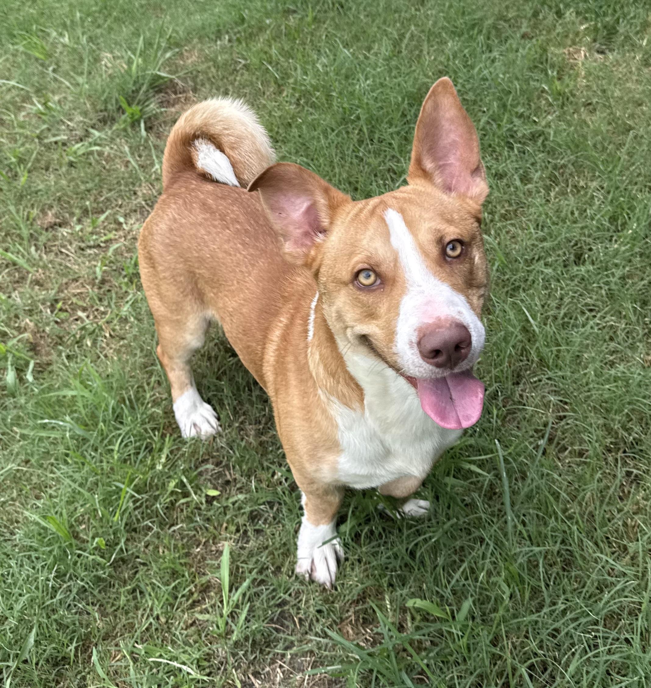 Dog for adoption - Goober, a Corgi in Denver, CO | Petfinder