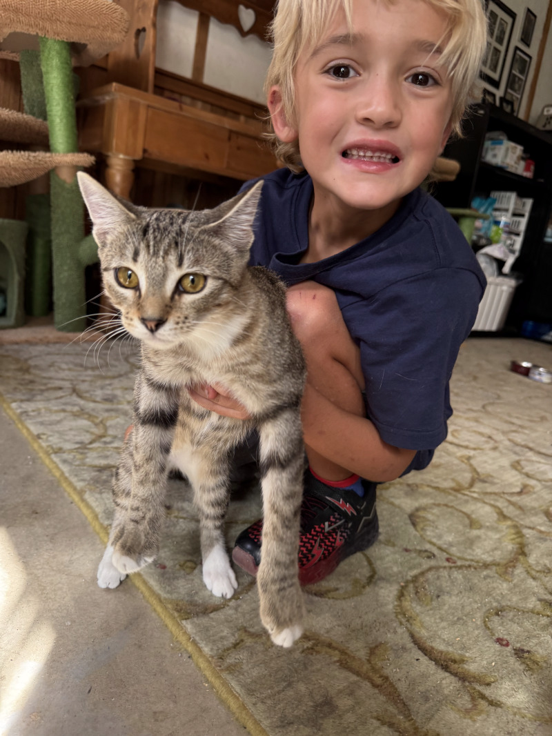 Cat for adoption - Hera Gataki, a Tabby Mix in Hartford, CT | Petfinder