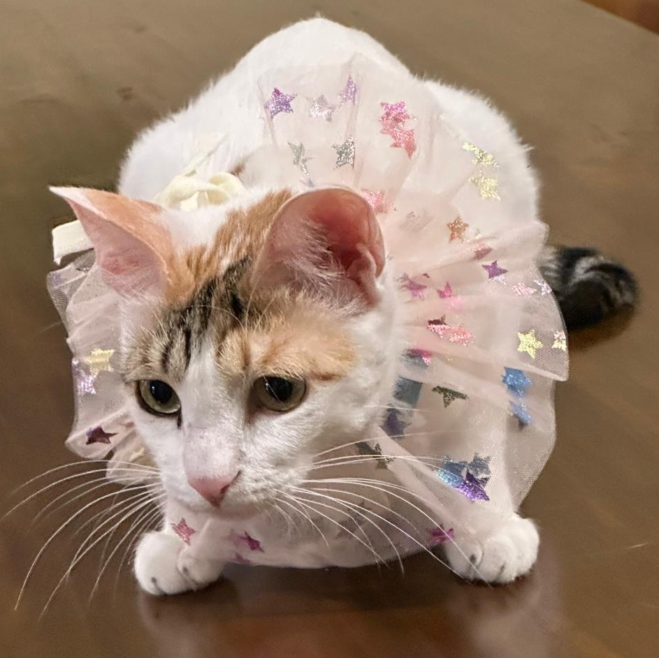 Cat for adoption - Chatty & Playful Charlotte from Kuwait wants to tell ...