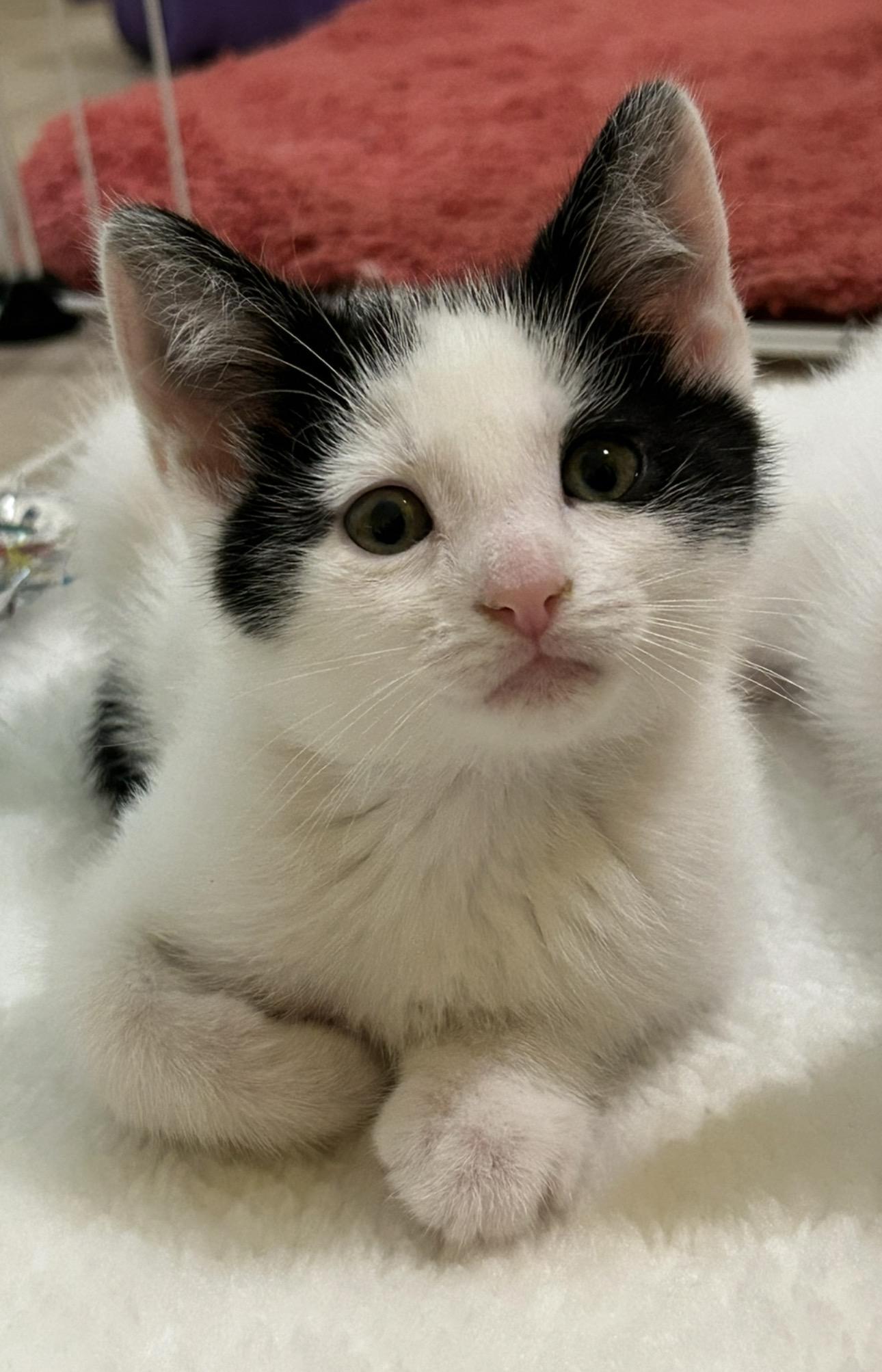 Cat for adoption - Addie & Bon Jovi - BONDED, December arrival, an ...