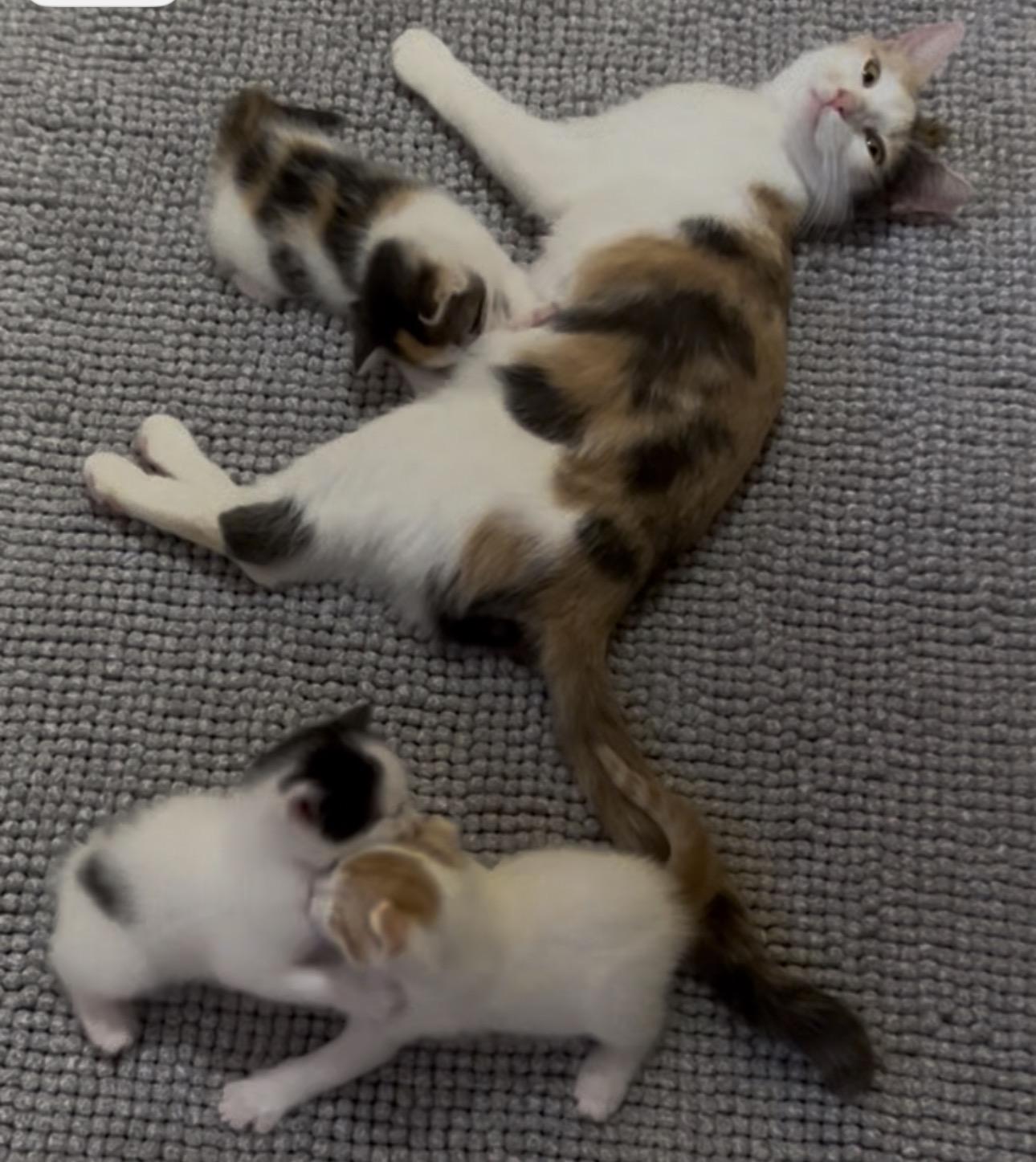 Cat for adoption - Addie & Bon Jovi - BONDED, an American Shorthair in Rochester, NH | Petfinder