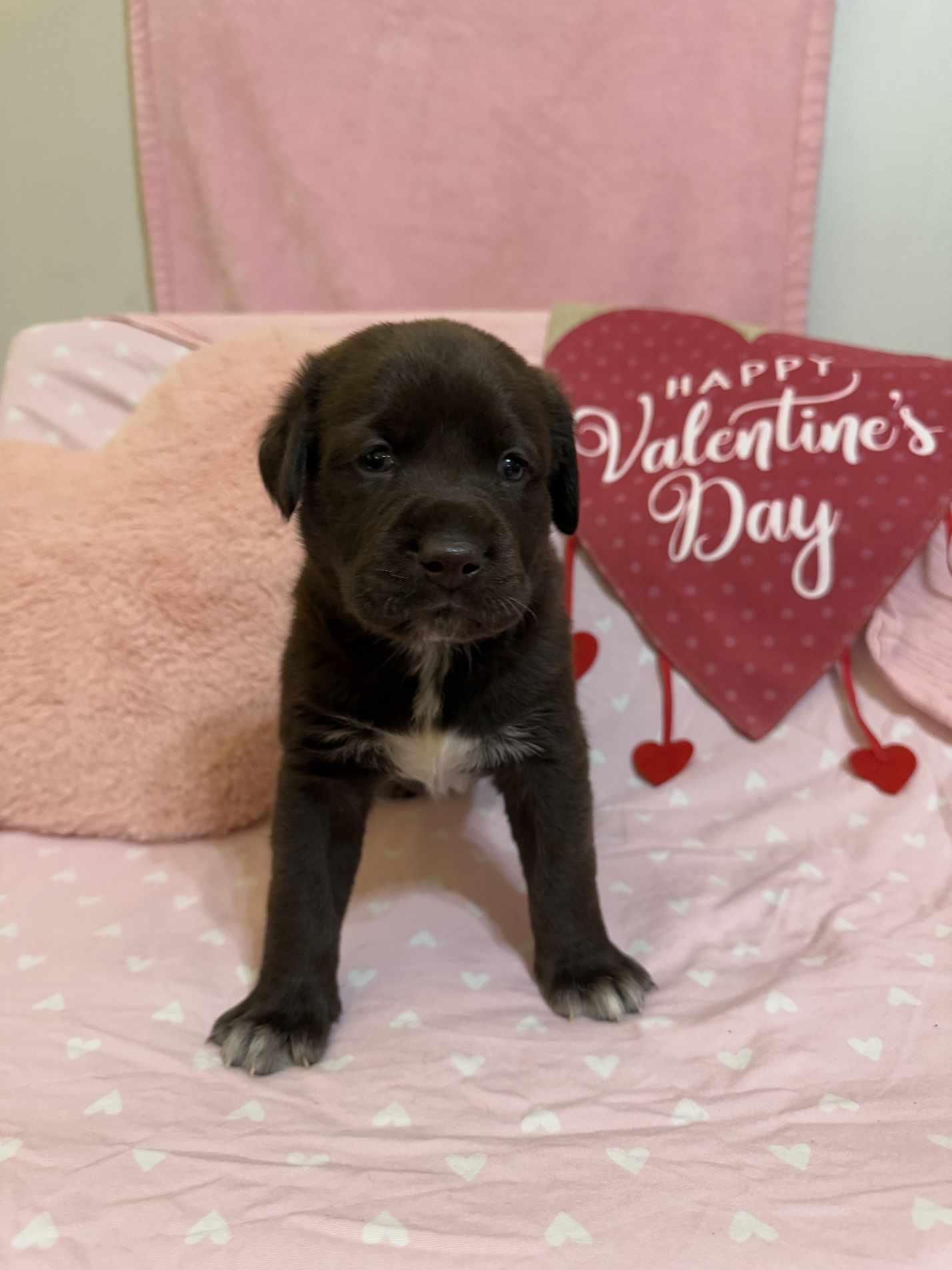 Dog for adoption - Casanova, a Chocolate Labrador Retriever & Boykin ...