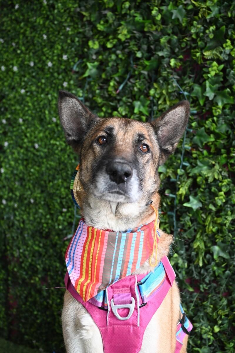 Dog for adoption - Dona, a German Shepherd Dog & Belgian Shepherd / Malinois Mix in Cupertino ...
