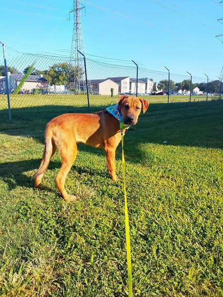 Dog for adoption - Cacheton, a Boxer & Shar-Pei Mix in Slippery Rock ...
