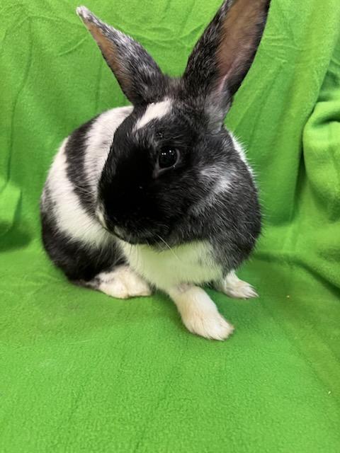 Rabbit for adoption - Jemima, a Bunny Rabbit Mix in Haltom City, TX ...