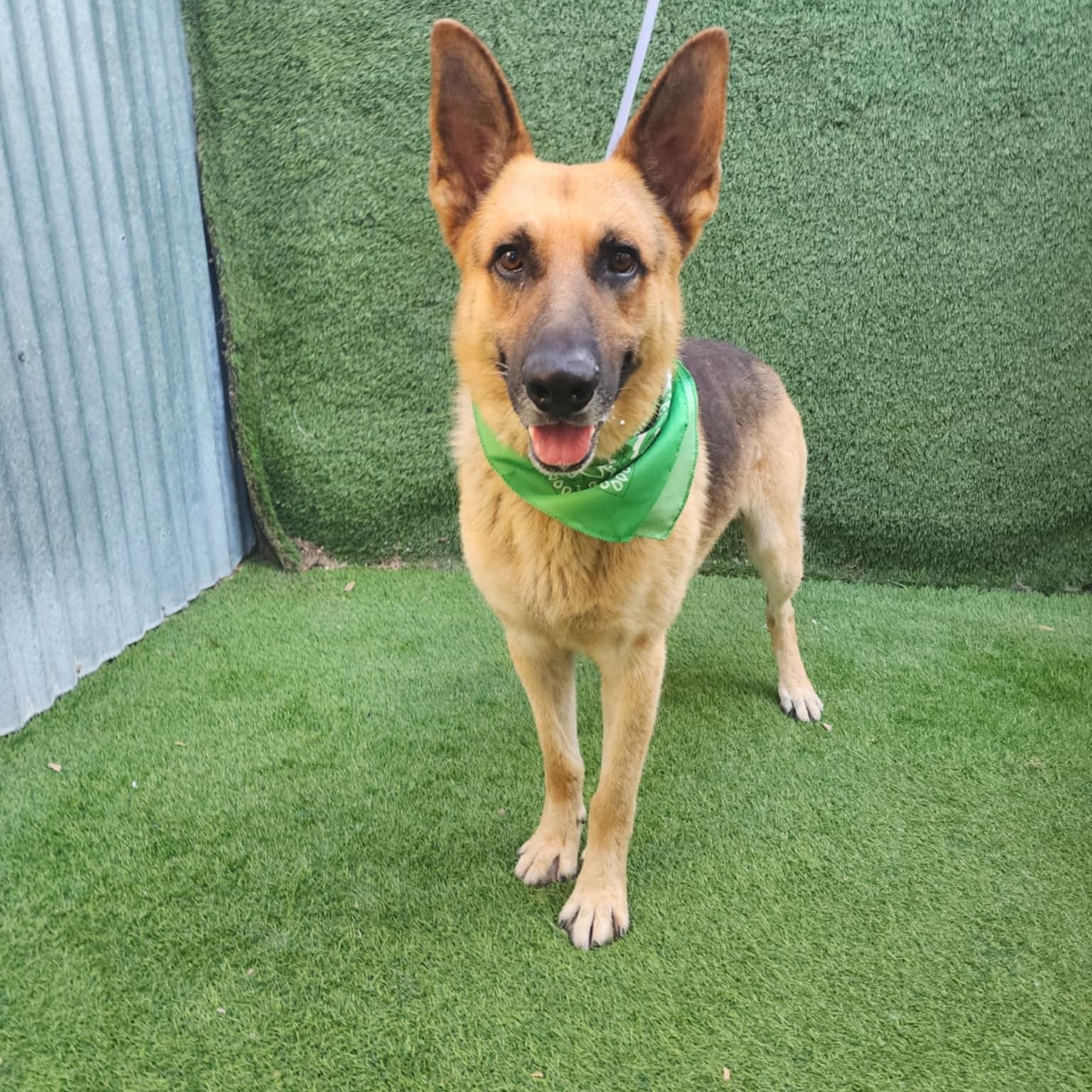 Dog for adoption - Karl, a German Shepherd Dog Mix in White River ...