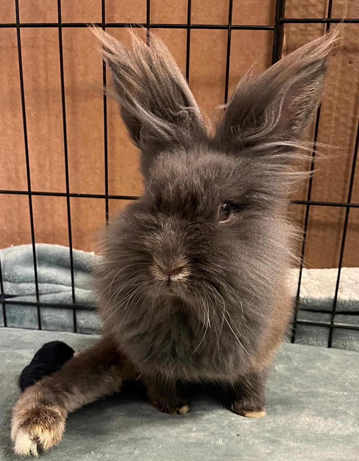 Rabbit for adoption - Bugsy, a Lionhead in Fountain Valley, CA | Petfinder
