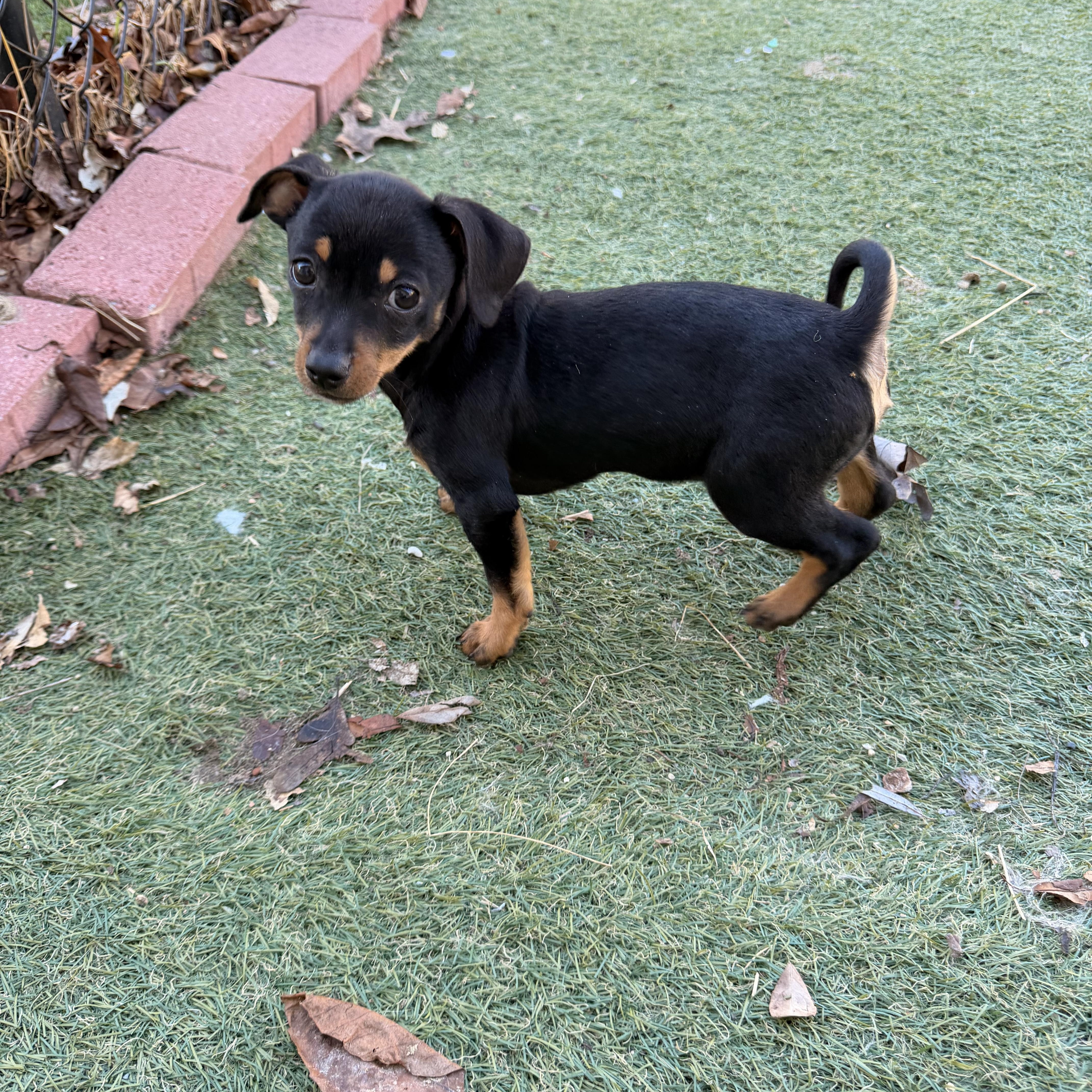 Pepperoni - The Pizza Litter - Adoptable Pet | Petfinder | Petfinder