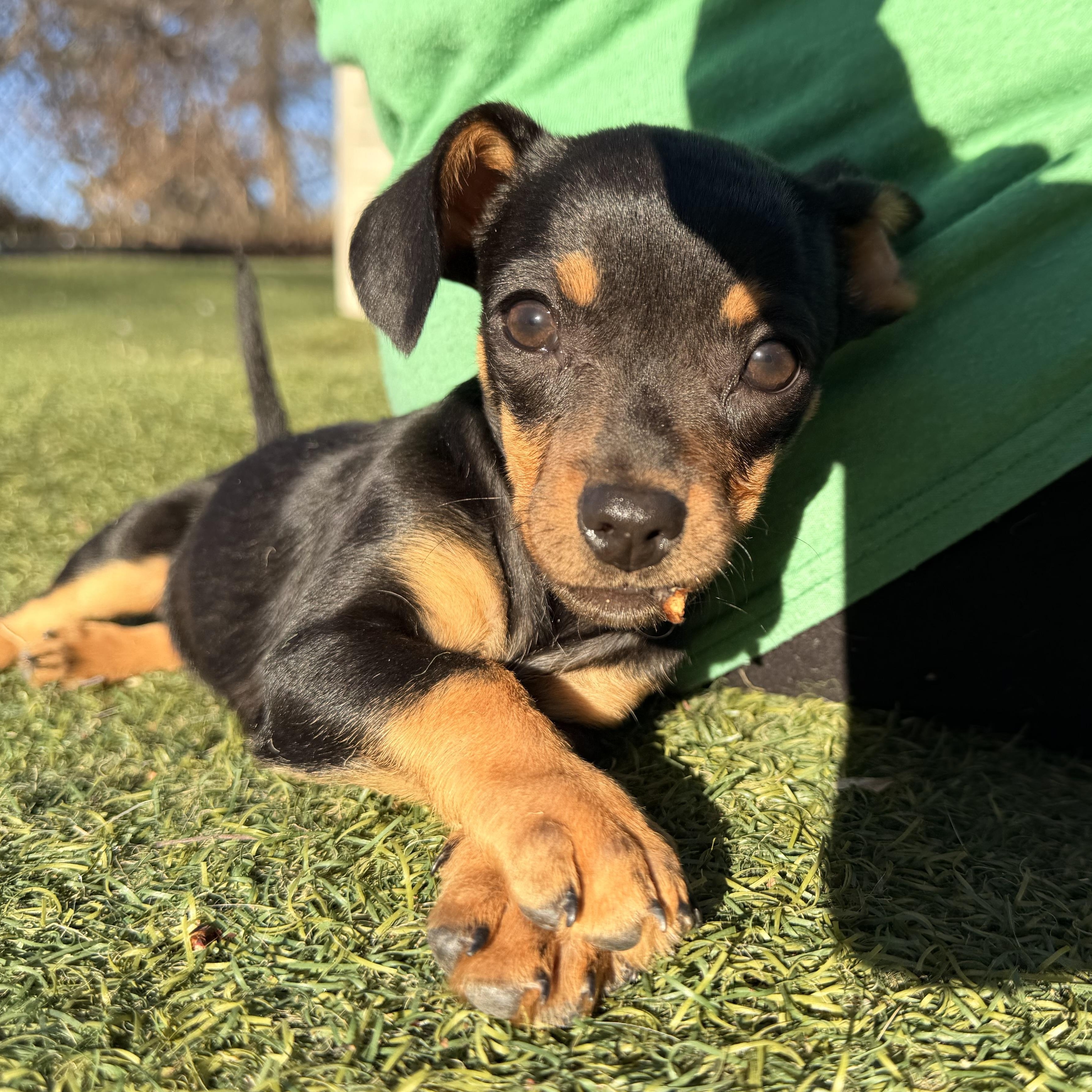 Pepperoni - The Pizza Litter - Adoptable Pet | Petfinder | Petfinder